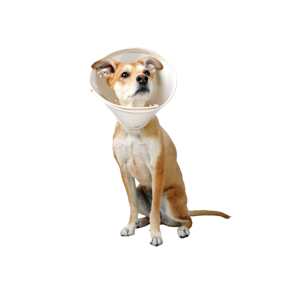 EARTH COLLAR – Calm Paws